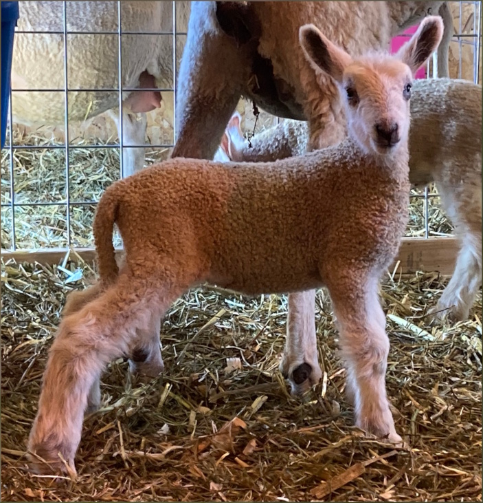 Welcome to Willow Creek Farm - Willow Creek Farm: Bluefaced Leicester Sheep